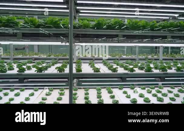 Vertical farm cultivating fresh vegetables with led lighting Stock ...