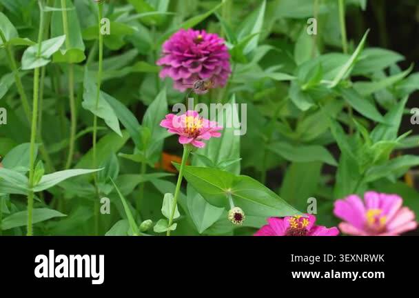 humming-bird hawk moth pollinating a zinnia flower in a garden Stock ...