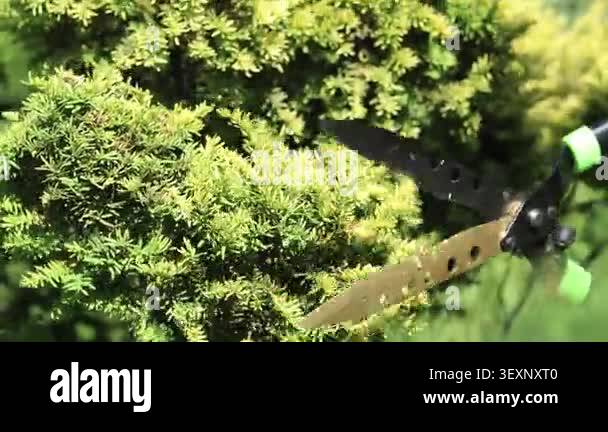 Gardener using manual hedge shears shapes a green bush in the garden ...