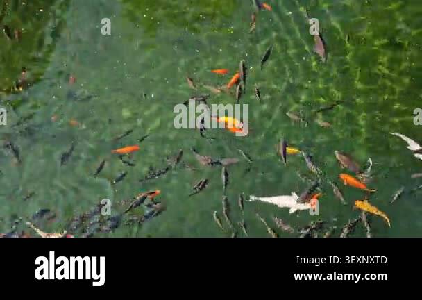 A large group of decorative koi carp of different colors in the water ...