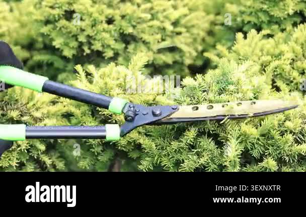 The process of trimming a bush in the garden. Manual hedge shears at ...