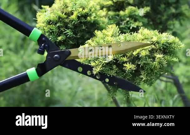 Gardener using manual hedge shears shapes a green bush in the garden ...