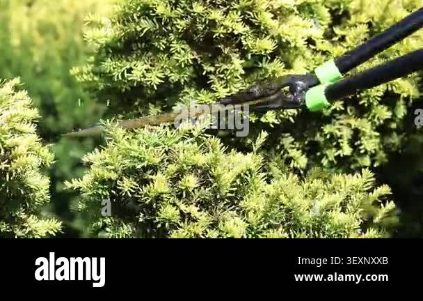 The process of trimming a bush in the garden. Manual hedge shears at ...