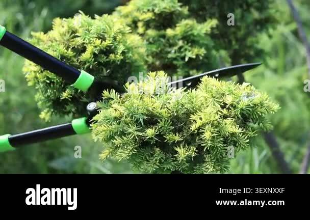 The process of trimming a bush in the garden. Manual hedge shears at ...