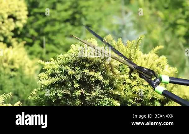 Gardener using manual hedge shears shapes a green bush in the garden ...