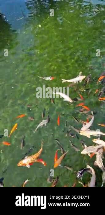 A large group of decorative koi carp of different colors in the water ...