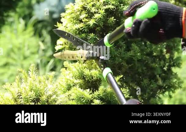 Gardener using manual hedge shears shapes a green bush in the garden ...