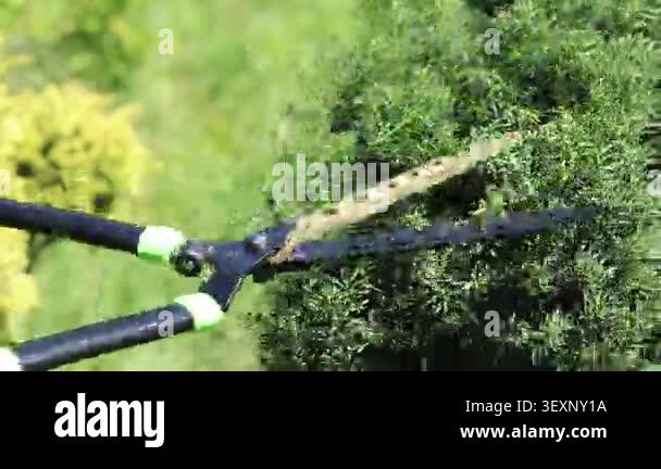 Gardener trims ornamental shrub with professional garden shears ...