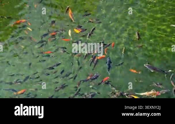 A large group of decorative koi carp of different colors in the water ...