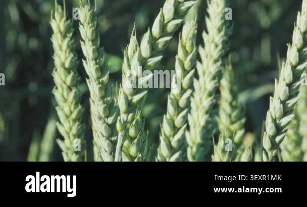 Single green wheat ear growing in sunlit farm field. Detailed macro ...