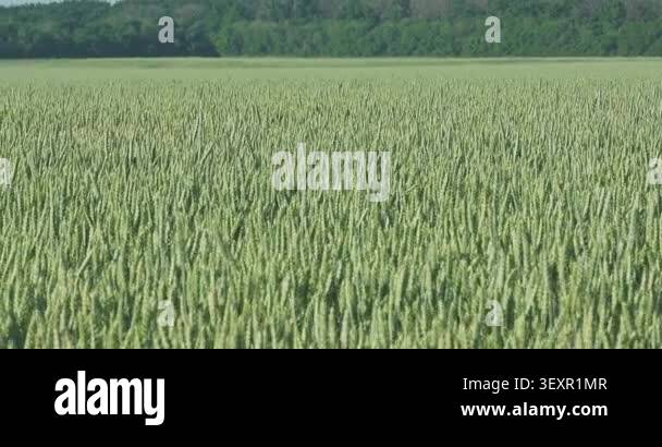 Lush green wheat field during milk dough stage with thick green forest ...