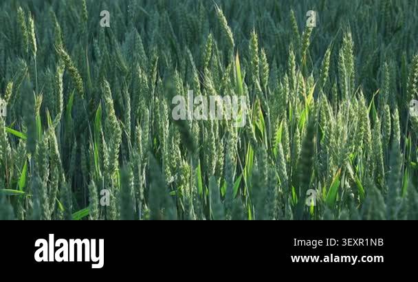 Green wheat field moving dynamically in hard wind. Abstract organic ...