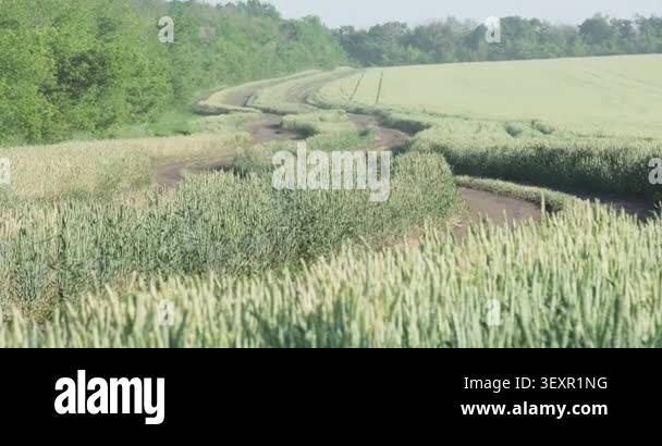 Winding field path in green wheat field under morning sun. Beautiful ...
