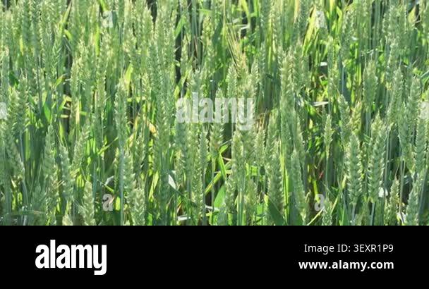 Dense texture of elite green wheat field in grain filling phase. Top ...