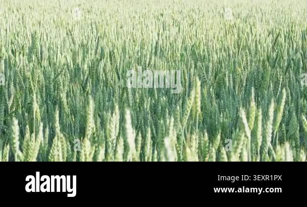 Lush green wheat texture with light gradient on ears in grain filling ...