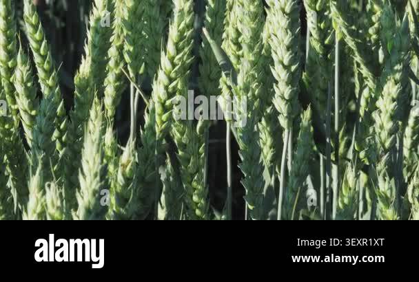 Close up view of healthy green wheat stalks illuminated by summer sun ...