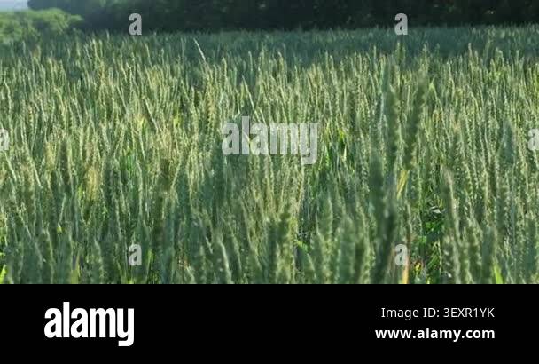 Healthy green wheat ears during milk dough maturity stage filling with ...