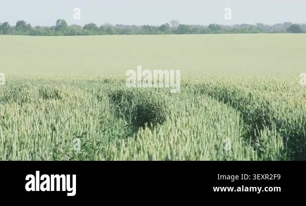 Agricultural field with green wheat ears and tractor tire tracks ...