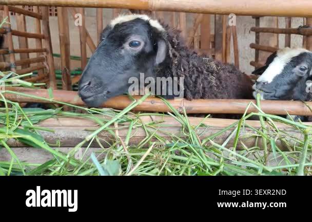 Close up of a black and white lamb grazing on green grass in a ...