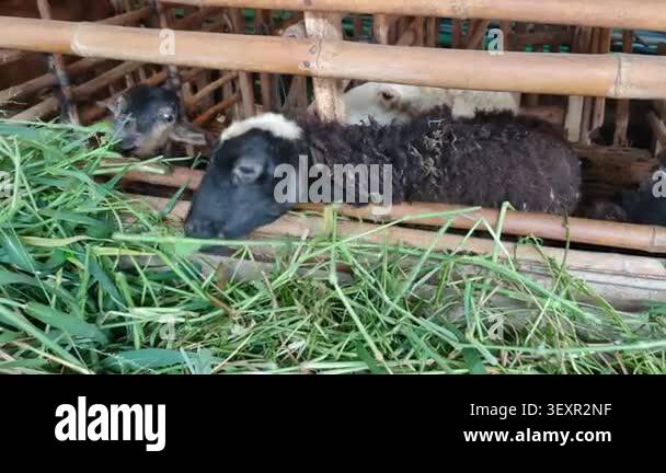Close up of a black and white lamb grazing on green grass in a ...