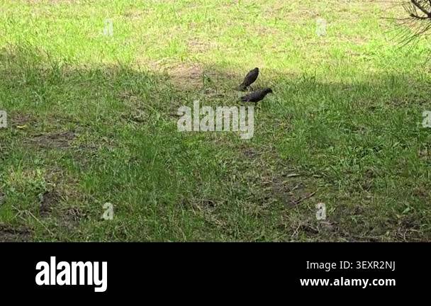 Rooks stroll through the green grass in a park area, searching for food ...
