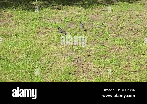 Rooks stroll through the green grass in a park area, searching for food ...