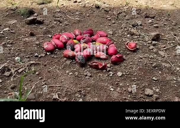 Low angle view of a static piled cluster of bright red melinjo seeds on ...