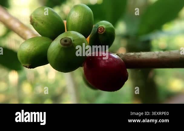 Close up eye level view of static green and red coffee berries growing ...