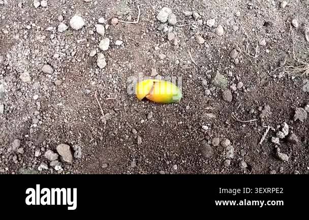 High angle shot of a static yellow green melinjo seed with a split ...