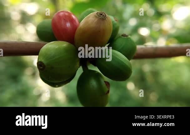 Close up shot of static green and red coffee berries clustered tightly ...