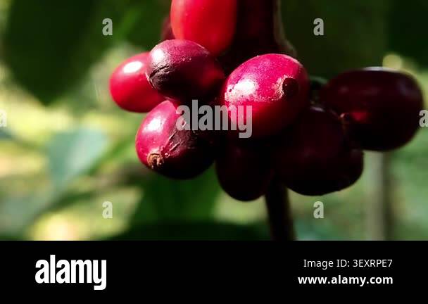 Close up shot focusing on a static dense cluster of ripe bright red ...