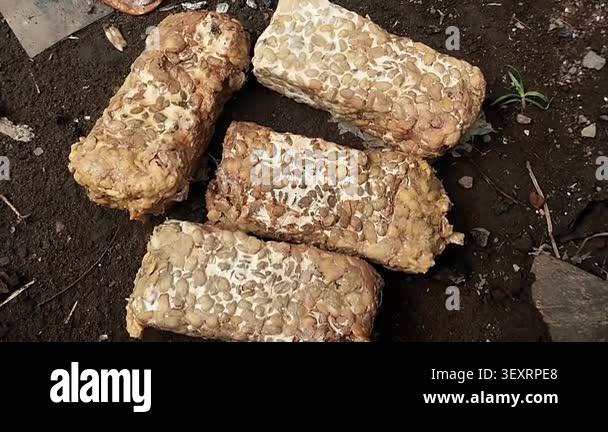High angle view of static exposed tempeh blocks with a granular texture ...