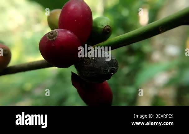 Close up shot of static red and decaying coffee berries on a plant ...