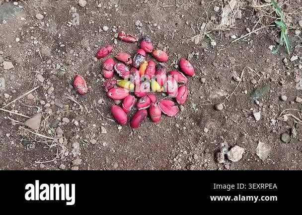 High angle wide view of static red and yellow melinjo seeds scattered ...
