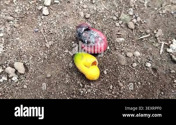 High angle view of static red and yellow melinjo seeds with damaged ...