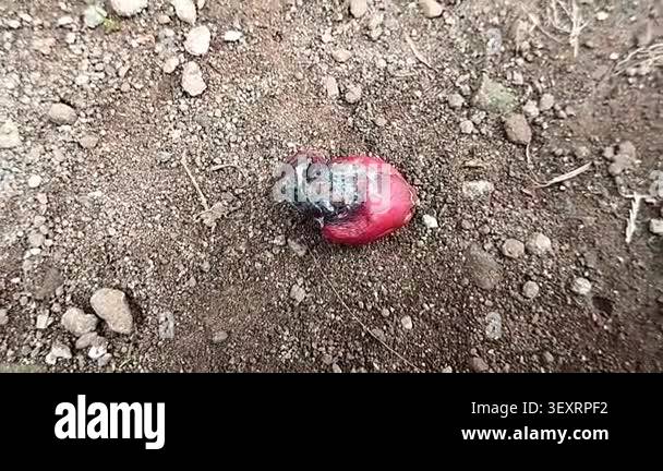 High angle view of a static red melinjo seed showing dark decay on ...