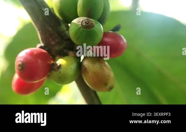 Close up view of static green, yellow, and red coffee berries on a farm ...