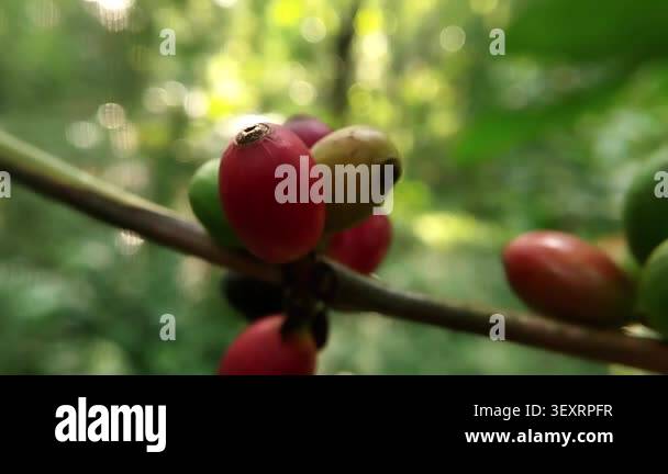 Close up eye level shot of static coffee berries showing different ...