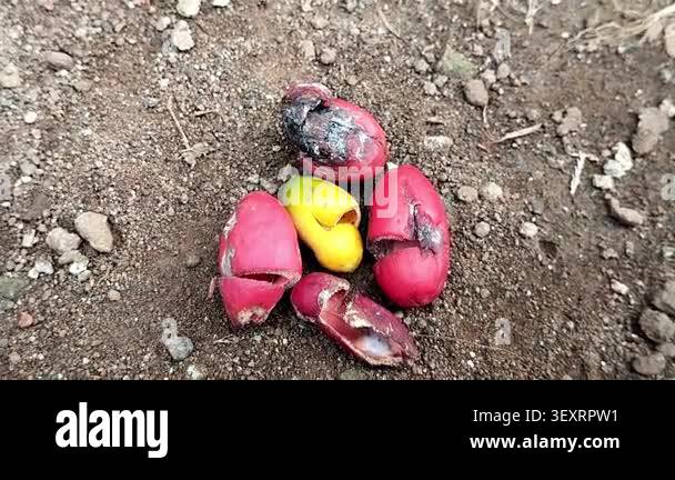 High angle shot of a static small pile of red and yellow melinjo seeds ...