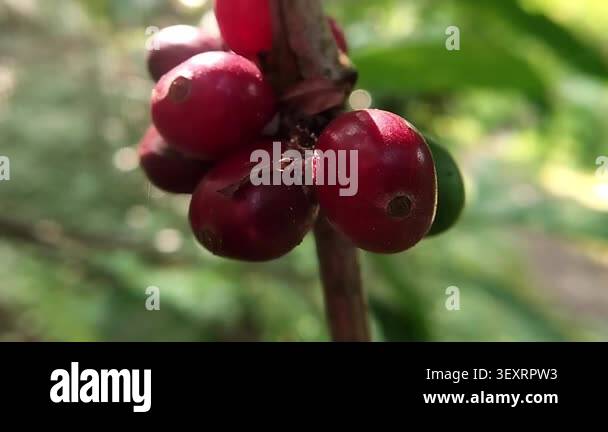 Close up eye level view of a static hanging bunch of deep red coffee ...