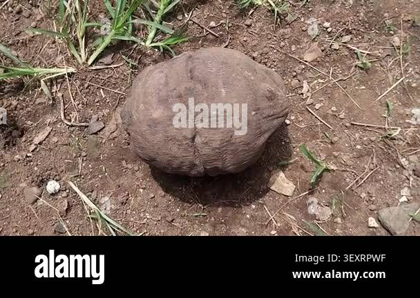 High angle close up shot of a static round dry coconut husk on outdoor ...
