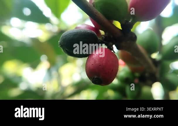 Close up view of static dark green and red coffee berries on a ...