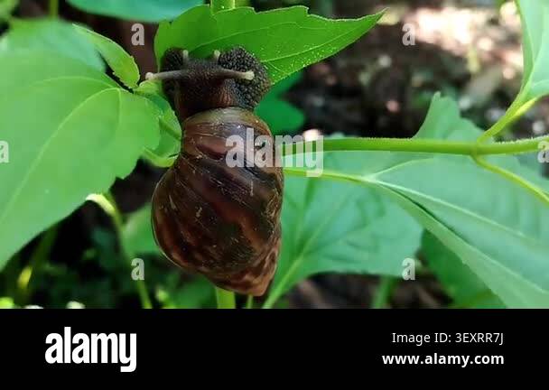 Close up side profile view of a static striped garden snail creeping on ...
