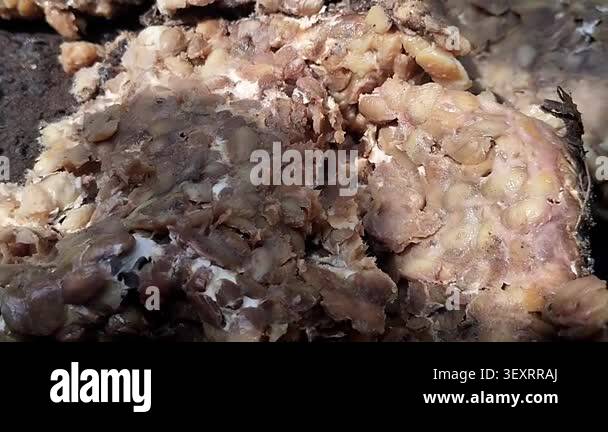 Close up shot of static mushy tempeh scraps showing signs of decay on ...