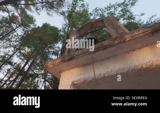 A simple Orthodox church bell tower is almost hidden by tall pine trees ...