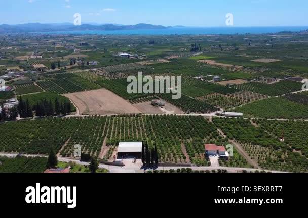 Aerial panoramic view of a vast fertile valley with orange cultivation ...