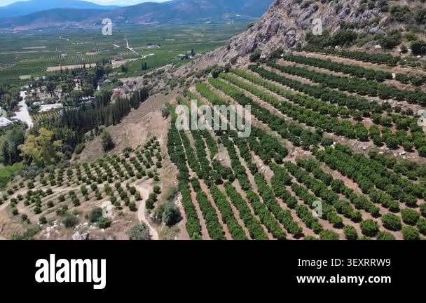 Wide angle aerial footage of a productive citrus plantation developed ...