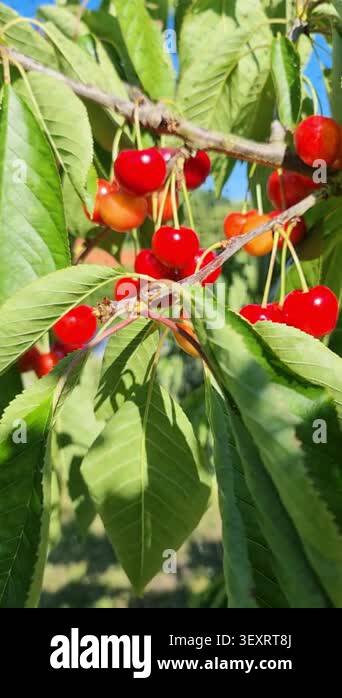 Juicy red cherries hanging on a tree branch, gently swaying in the ...