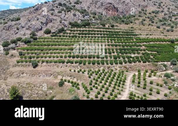 Aerial panoramic view of an organized orange grove with tree rows on a ...