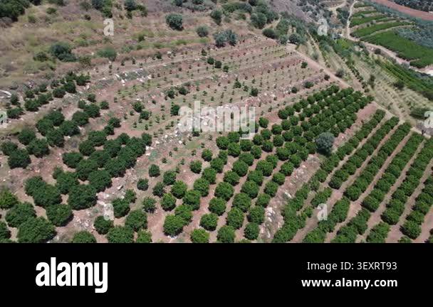 Aerial panoramic view of a sloping orange grove with dense tree rows ...